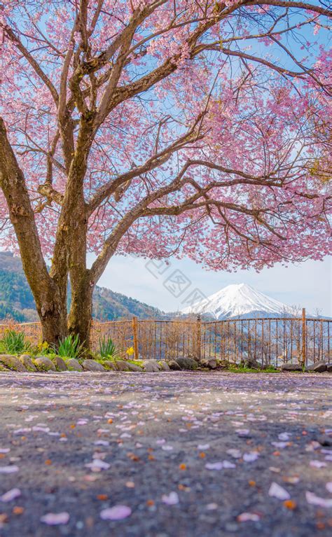 富士山富士山与盛开美丽的粉红色樱花樱花在 包图企业站