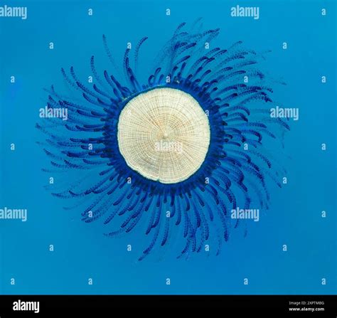 The Blue Button Porpita Porpita Floating On The Ocean Surface In A