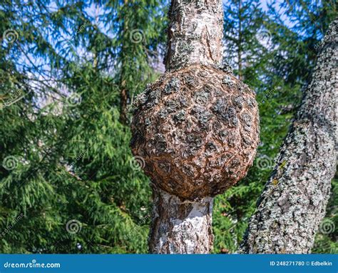 Defects In The Shape Of The Tree Trunk Stock Photo Image Of Wood Deformation 248271780
