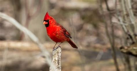 Winter Cardinal Imgur