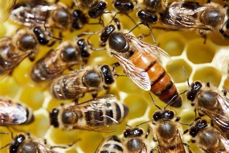 Exploring Bee Species 22 Types Of Bee Variations