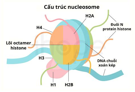 Triển Vọng Của Các Phương Pháp Xét Nghiệm Tiền Sản Giật Mới Ihope