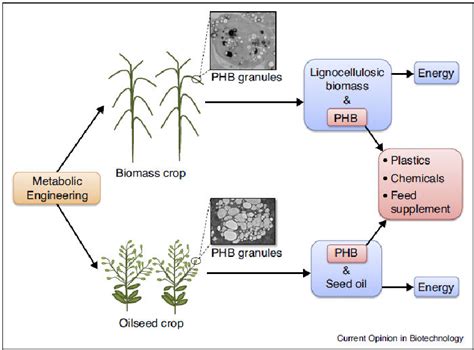 Figure 1 From Biopolymers Application In Nanoscience And Nanotechnology Semantic Scholar