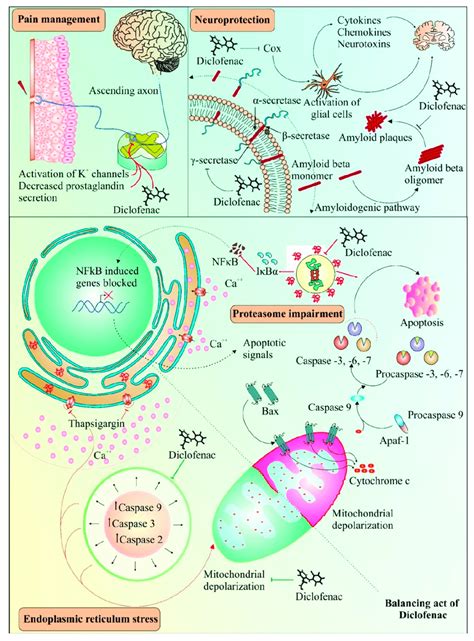 Possible And Known Applications Of Diclofenac Diclofenac Can Act As An