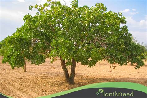 بهترین خاک برای پسته چیست؟خاک مناسب کاشت پسته نیاز گیاهان