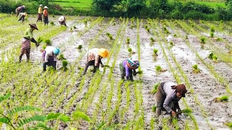 မုဒုံမြို့နယ်၌ မိုးစပါးစိုက်ဧက ခုနှစ်သောင်းကျော် စိုက်ပျိုးသွားမည