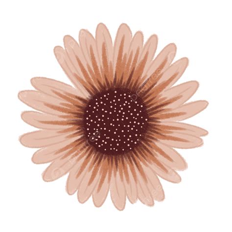Daisies Landscape Soft Peach Flower Peach Flower Blossom Peach Flower