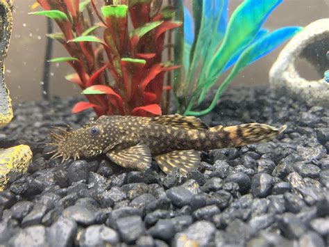 What Kind And Sex Of Pleco Is This Rpleco