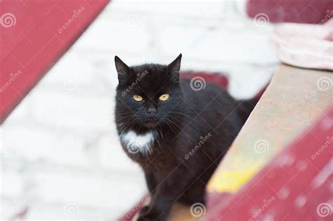 Black Cat With Brown Eyes And White Breasts Stock Image Image Of
