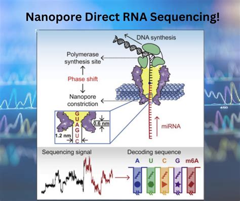 Biocompiler 🚀 Transforming Rna Research With Nanopore Direct Rna Sequencing 🧬 Step Into The