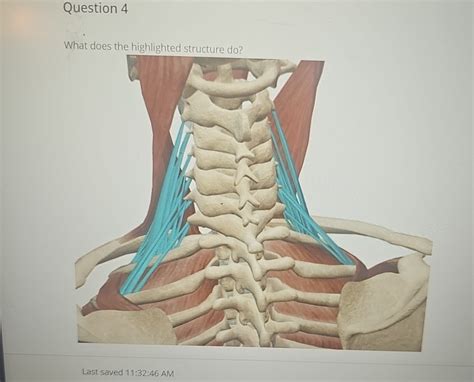 Solved Question 4what Does The Highlighted Structure Dolast