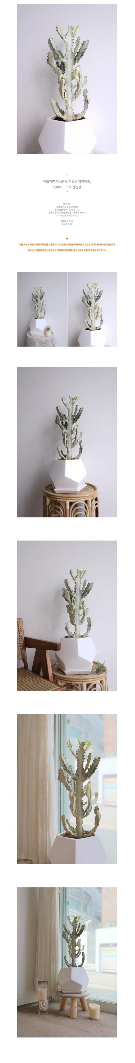 화이트 고스트 선인장석고화분set 감도 깊은 취향 셀렉트샵 29cm