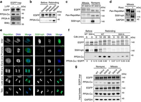 Cdk1 Orders Mitotic Events Through Coordination Of A Chromosome