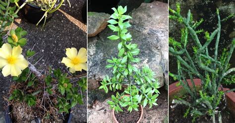 8 Types Of Pereskiopsis Cactus Varieties Balcony Garden Web