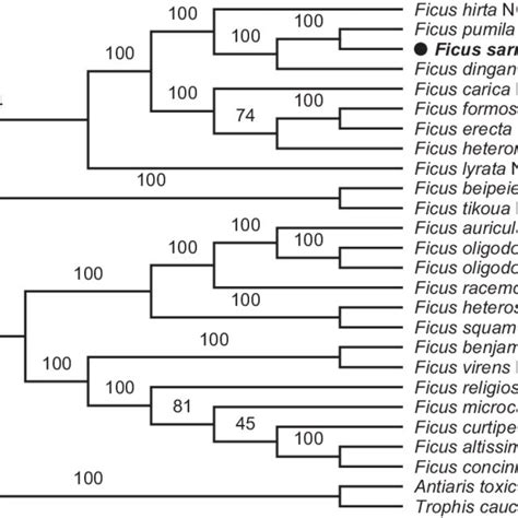 The Maximum Likelihood Phylogenetic Tree Based On Complete Chloroplast