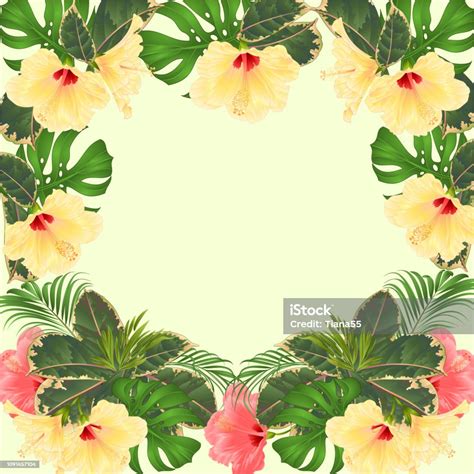 프레임 열 대 꽃 꽃 꽃 분홍색과 노란색 히 비 스커 스와 팜 편집 가능한 Philodendron 빈티지 벡터 일러스트 레이 션 0명에 대한 스톡 벡터 아트 및 기타 이미지