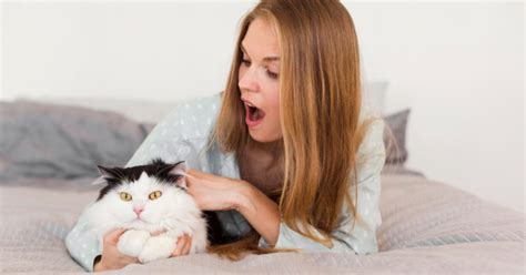 Як вивести запах сечі кота 5 дієвих способів