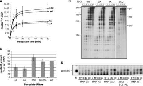 A Breakdown Of Rna Synthesis