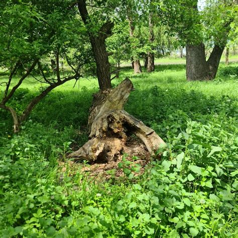 Premium Photo A Tree Stump Is Surrounded By Green Plants And The