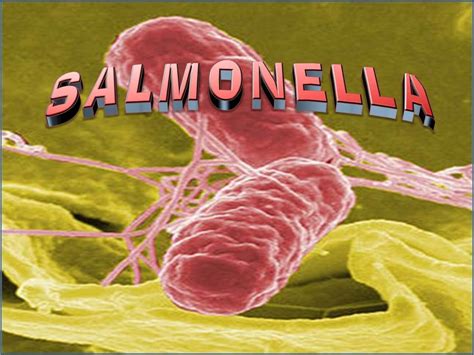 Salmonella Comes From At Catherine Dorsey Blog