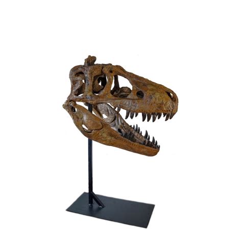Skull Daspletosaurus 4254503913