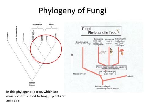 Fungi Ppt Download