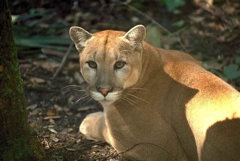 10 Notable Facts About Florida Panthers A Z Animals