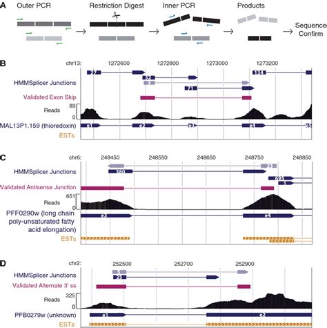 Validation Of New Splicing Events A Shade Indicates The Relative Download Scientific Diagram
