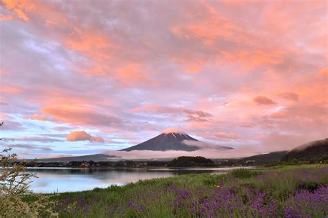 河口湖ラベンダー 富士山に夢中