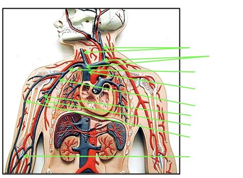 Heart 8 Diagram Quizlet