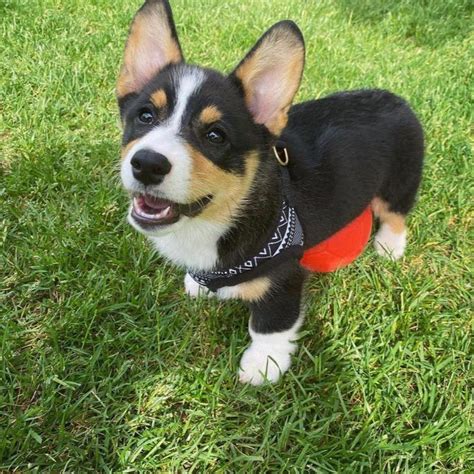Corgi Near Me