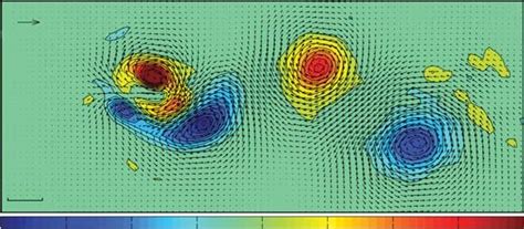 Vorticity Colour And Velocity Arrows Fields Measured In The