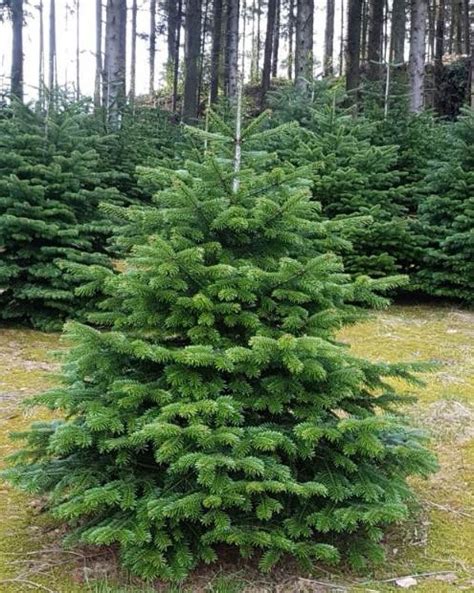 Как сохранить живую ёлку дома — Drive2