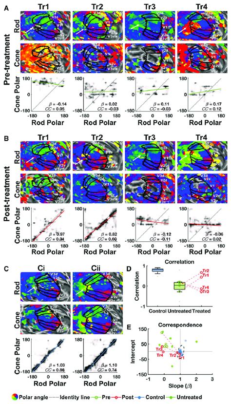 Cone Mediated Retinotopy In Visual Cortex Cone Mediated Versus
