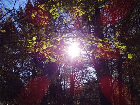 картинки дерево природа лес филиал легкий солнце Солнечный лучик утро лист цветок