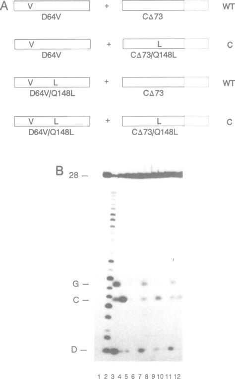 Complementation Reactions Between Hiv 2 In Mutants Containing