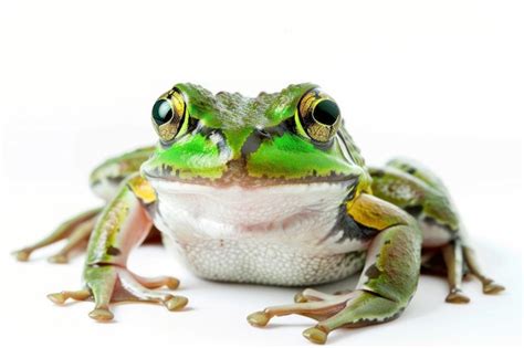 Premium Photo Tree Frog Isolated On A White Background