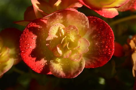 무료 이미지 사진술 꽃잎 꽃 무늬의 주황색 빨간 생기게 하다 신선한 식물학 지독한 화려한 플로라 닫다 원예 관목 떠는 베고니아 매크로 사진