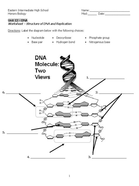 Unit 12 Dna Worksheet Structure Of Dna And Replication Worksheets Library