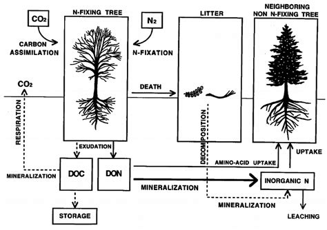 Conceptual Diagram Illustrating Root Exudation As A Pathway In The Download Scientific Diagram