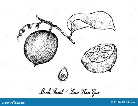 Monk Fruit Logo Isolated Monk Fruit On White Background Cartoon Vector