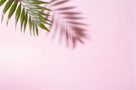 분홍색 파스텔 배경에 그림자가있는 열대 녹색 야자 잎 0명에 대한 스톡 사진 및 기타 이미지 0명 개념 개념과 주제 Istock