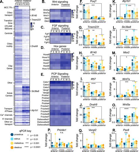 The Mouse Oviduct Displays Robust Transcriptional Patterning Along The Download Scientific