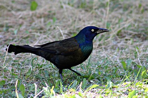60 Free Grackles And Bird Photos Pixabay