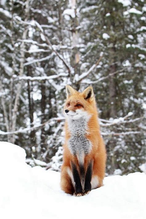 여우 짤 모음 네이버 블로그 Animal photography Animals Animals beautiful