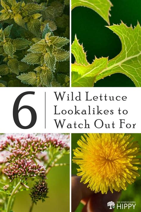 6 Wild Lettuce Lookalikes To Watch Out For