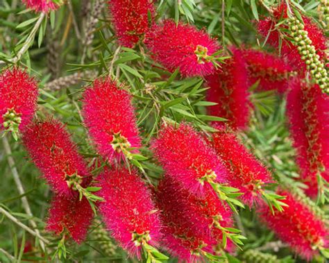 10 Different Types Of Bottlebrush Trees And Shrubs American Gardener