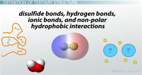 Tertiary Structure Of Protein Overview Diagram And Function Lesson