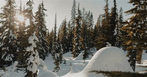 눈 덮인 슬로프를 스노보드를 타는 사람 사진 Unsplash의 전나무 이미지