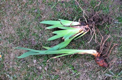 Diviser Des Iris Conseils Pour Une Multiplication R Ussie